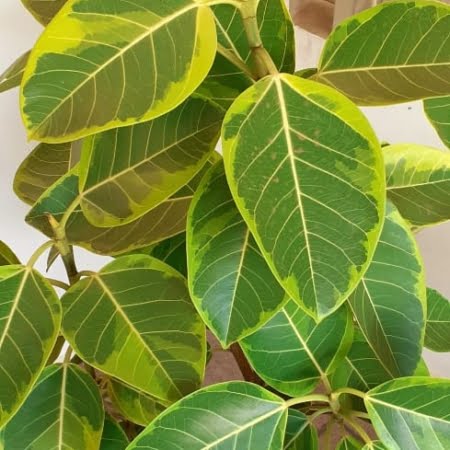 Peperomia Melancia - CASA FLOR