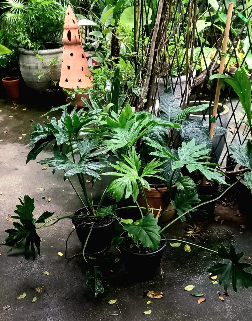 Explore a Elegância Natural: Guaimbê no Pote 24 - CASA FLOR