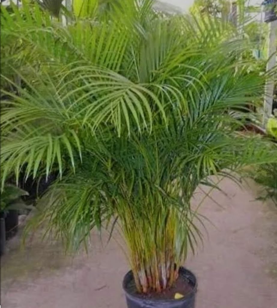 Palmeira Areca Bambu - CASA FLOR