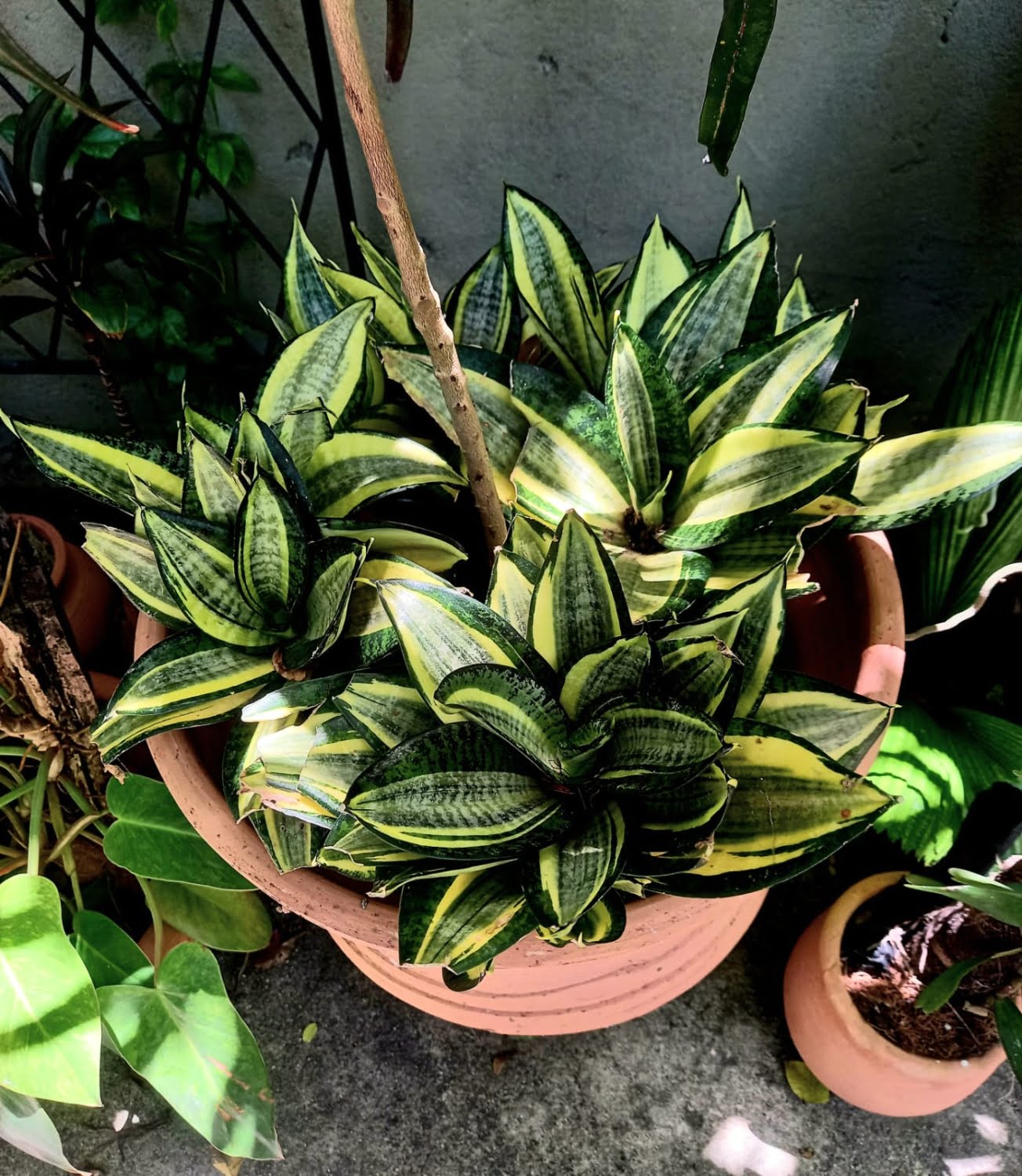 Mini Espada de São Jorge - CASA FLOR