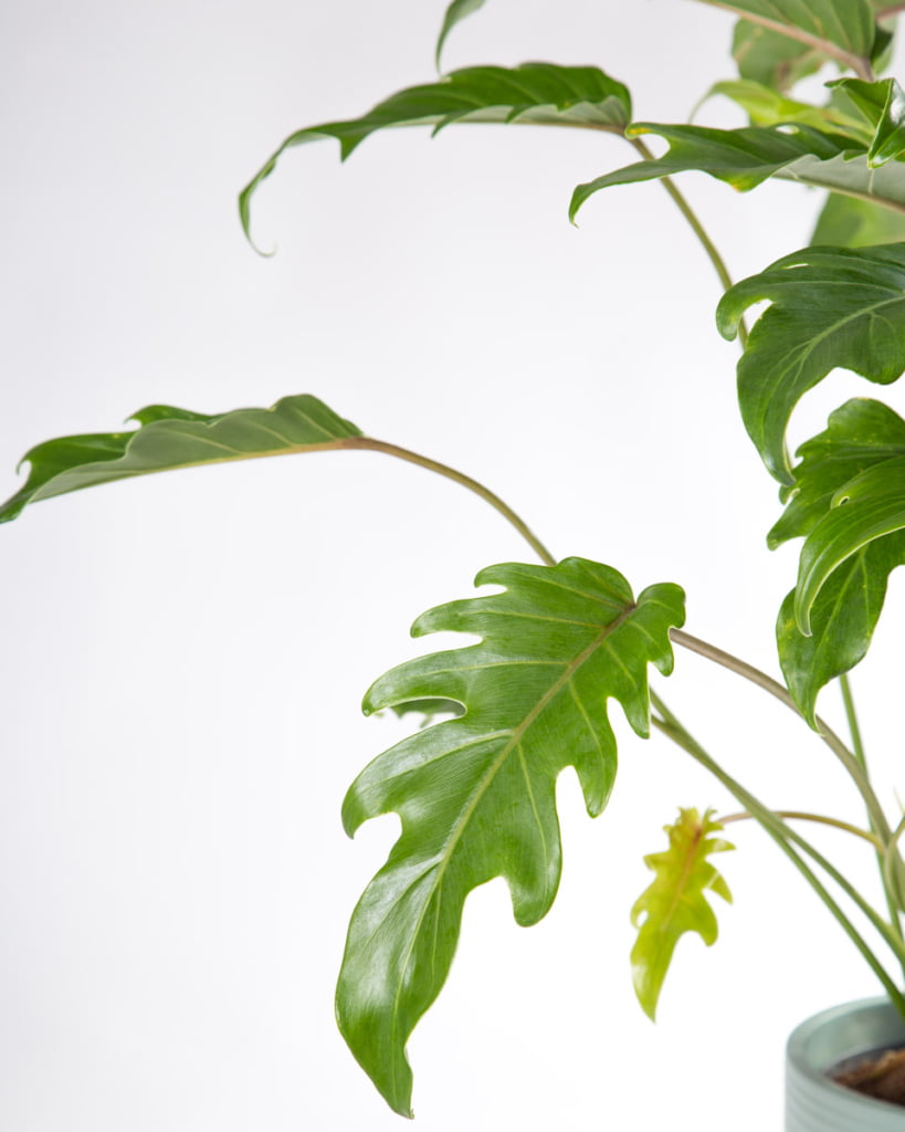 Philodendron Xanadu - Elegância Tropical para Seu Lar - CASA FLOR