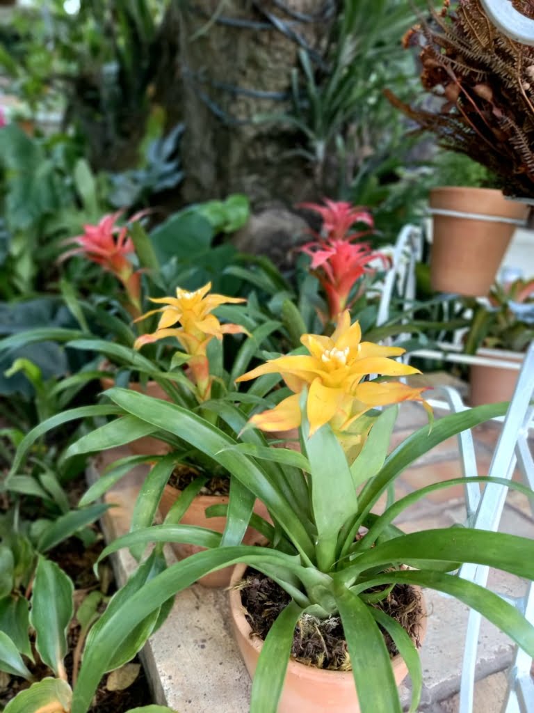 Bromélia Guzmania - CASA FLOR