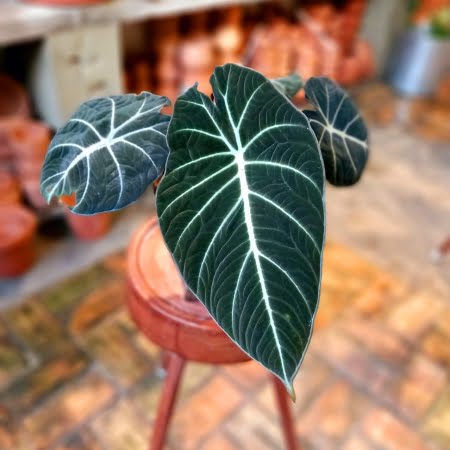 Peperomia Melancia - CASA FLOR