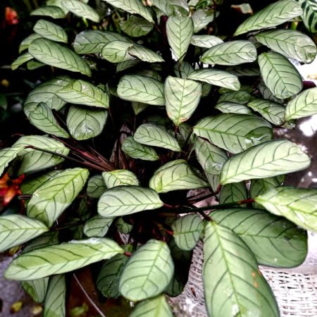 Maranta Charuto (Calathea lutea) - CASA FLOR