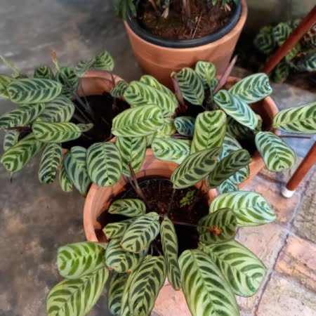 Maranta Charuto (Calathea lutea) - CASA FLOR