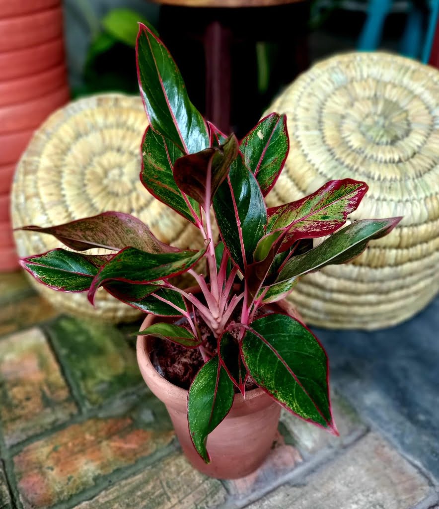 Aglaonema Creta - Beleza e Praticidade | Casa Flor, Atelier Botânico