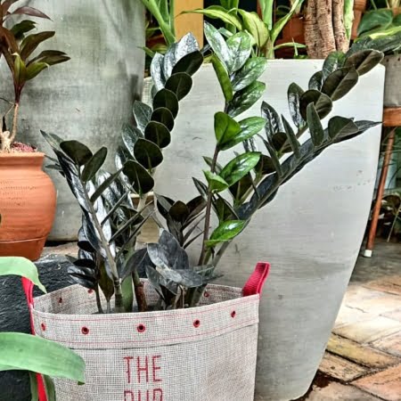 Peperomia Melancia - CASA FLOR