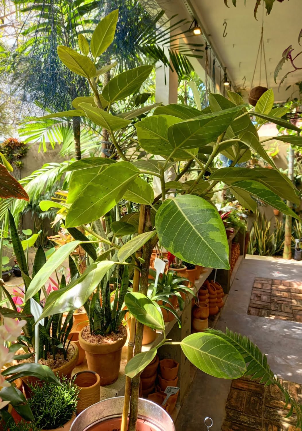 Os Ficus - CASA FLOR