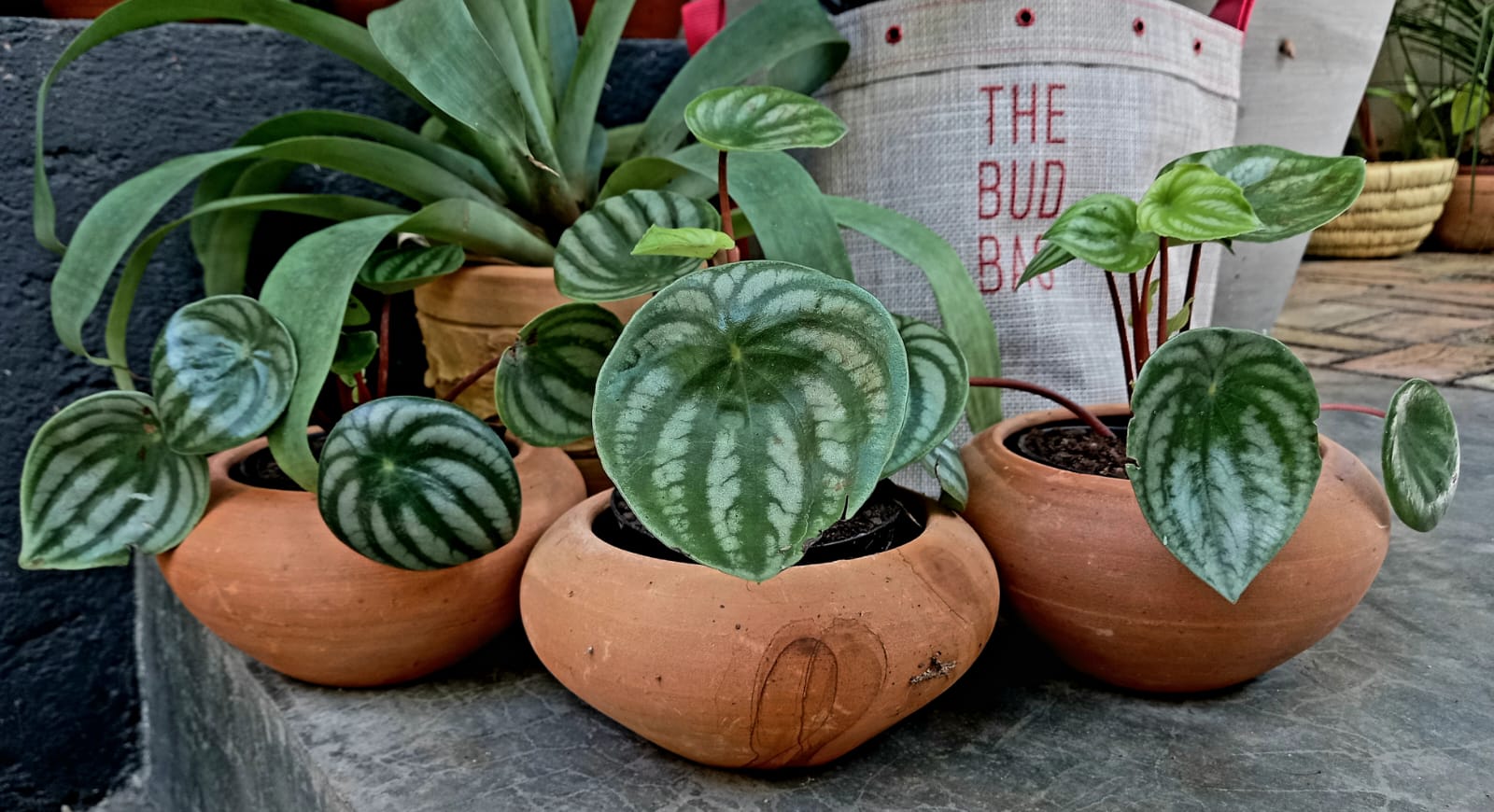 Peperomia Melancia - CASA FLOR