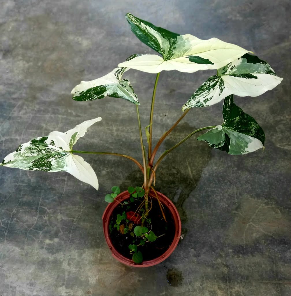 Singonio Variagata - CASA FLOR