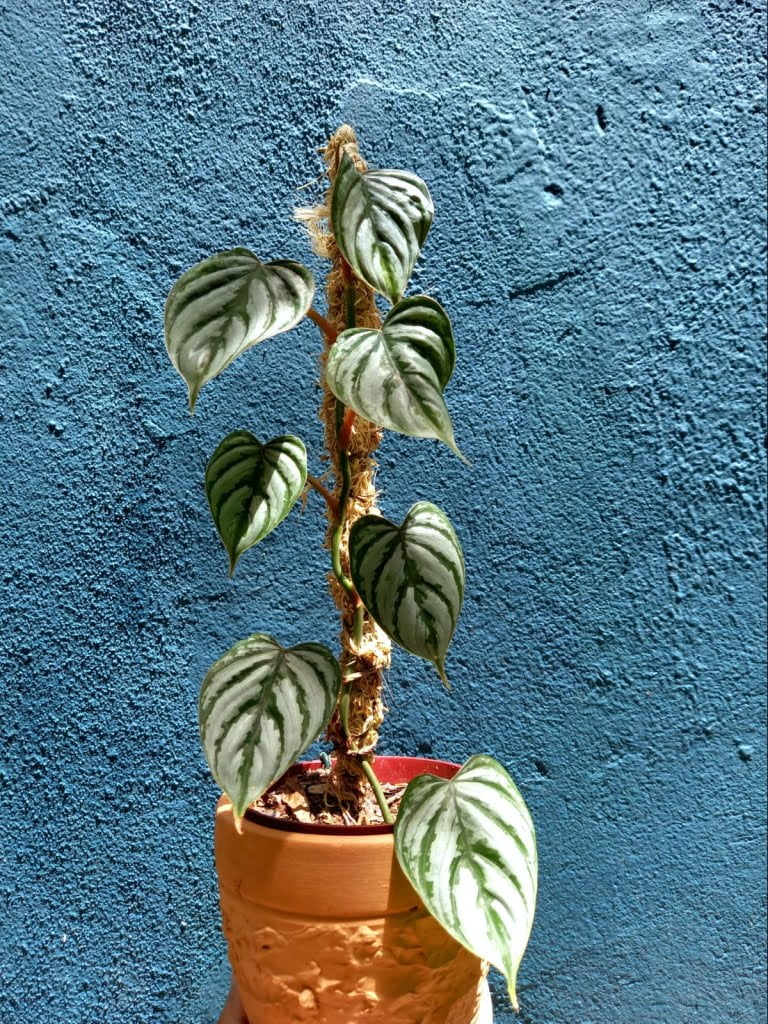 Philodendron Brandtianum - Elegância Prateada na Casa Flor Atelier Botânico
