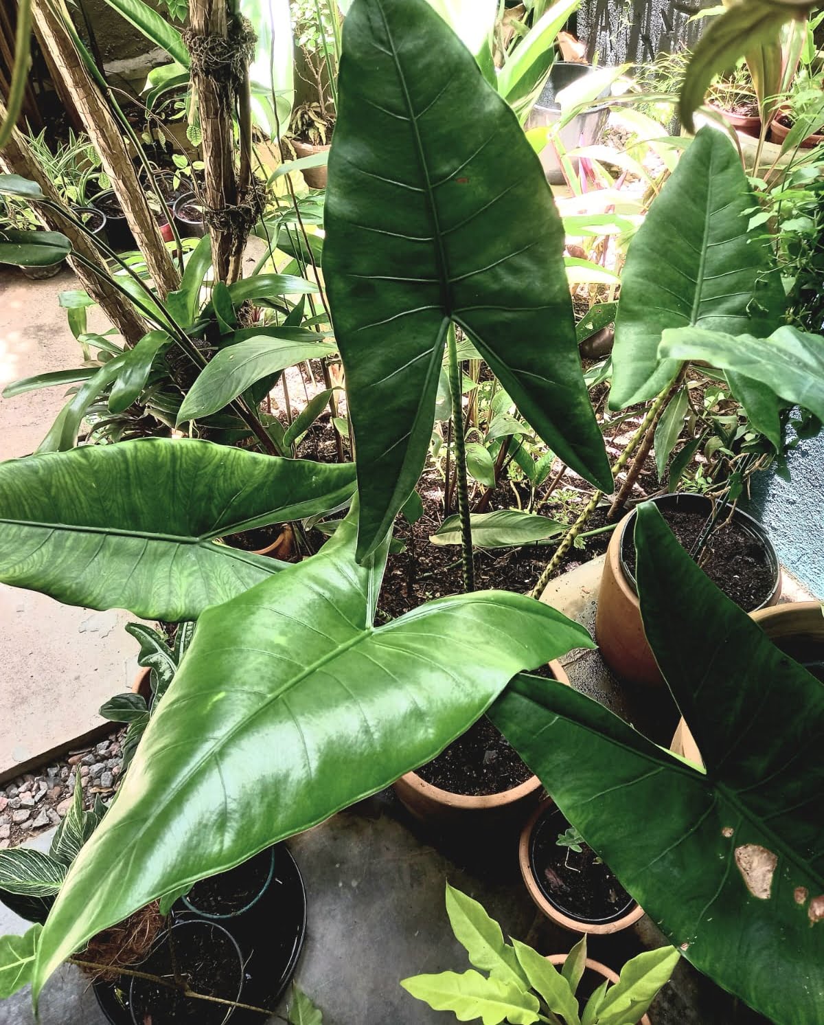Alocasia Alocasia zebrina - CASA FLOR