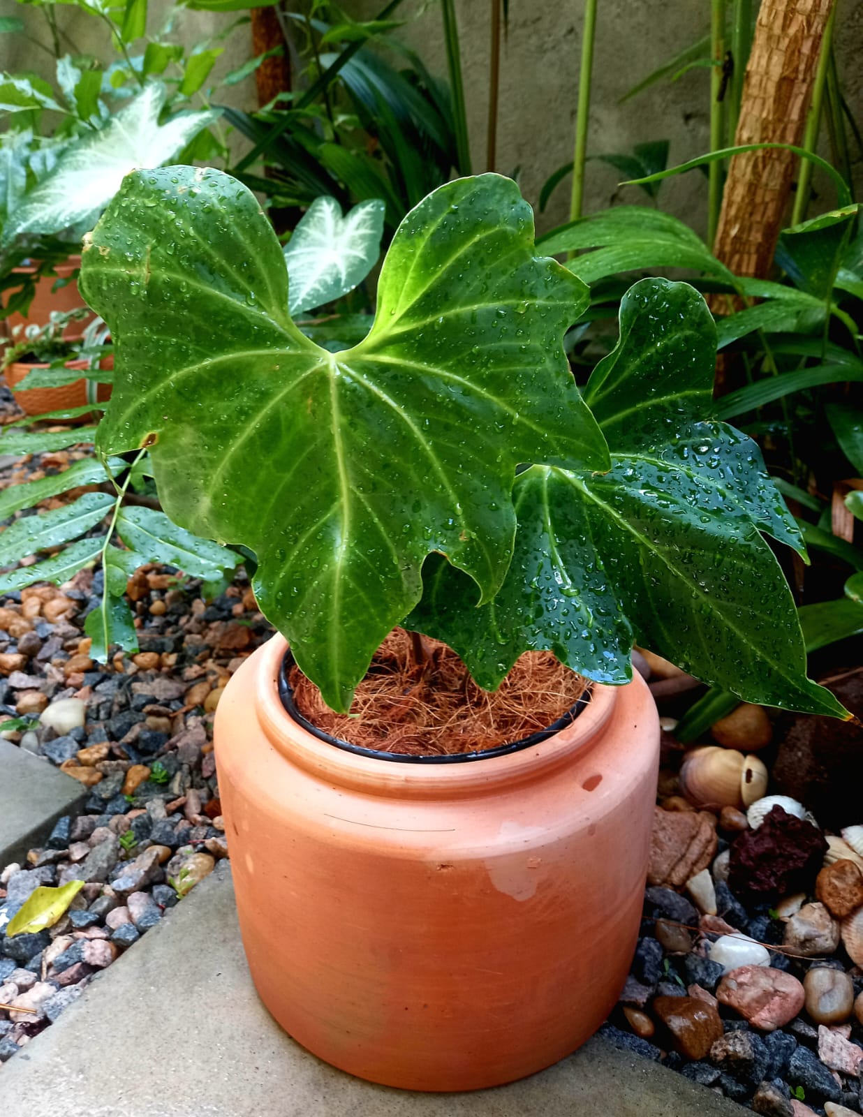 Anthurium macrolobium batman - CASA FLOR