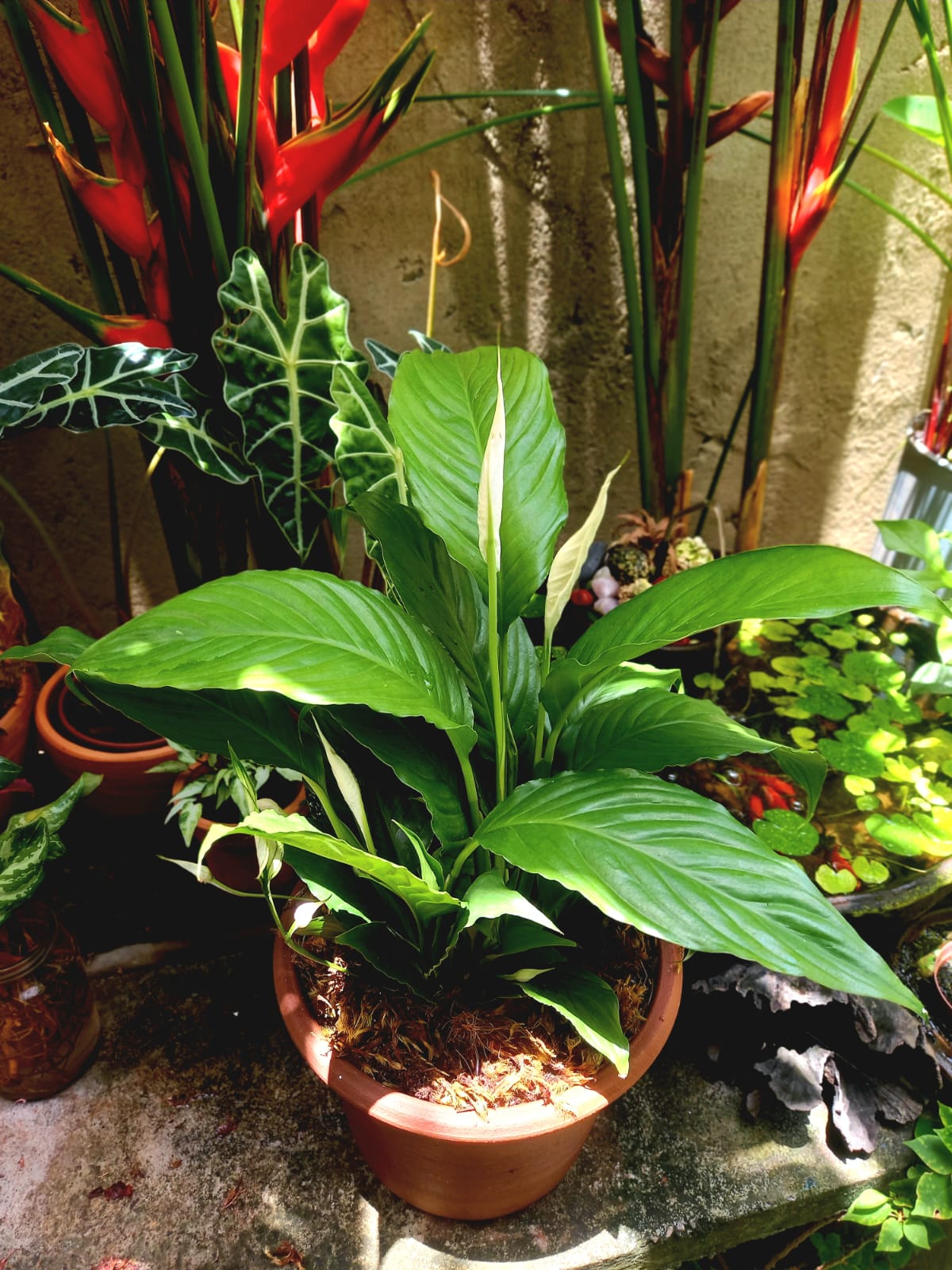 Lírio-da-paz - CASA FLOR