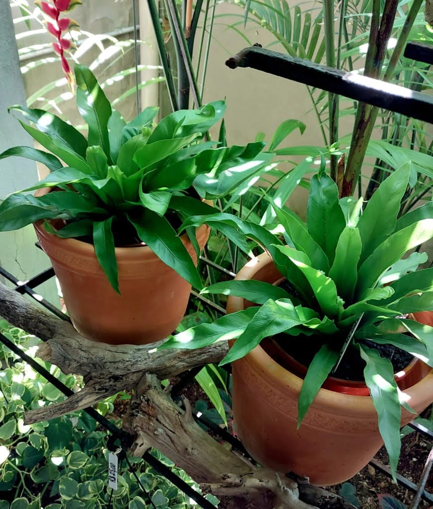 Asplenium nidus - Samambaia-ninho-de-passarinho | Casa Flor Atelier ...