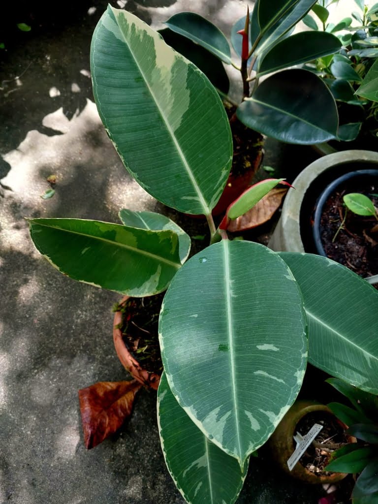 Ficus Elastica Tineke - Elegância e Sofisticação | Casa Flor Atelier ...