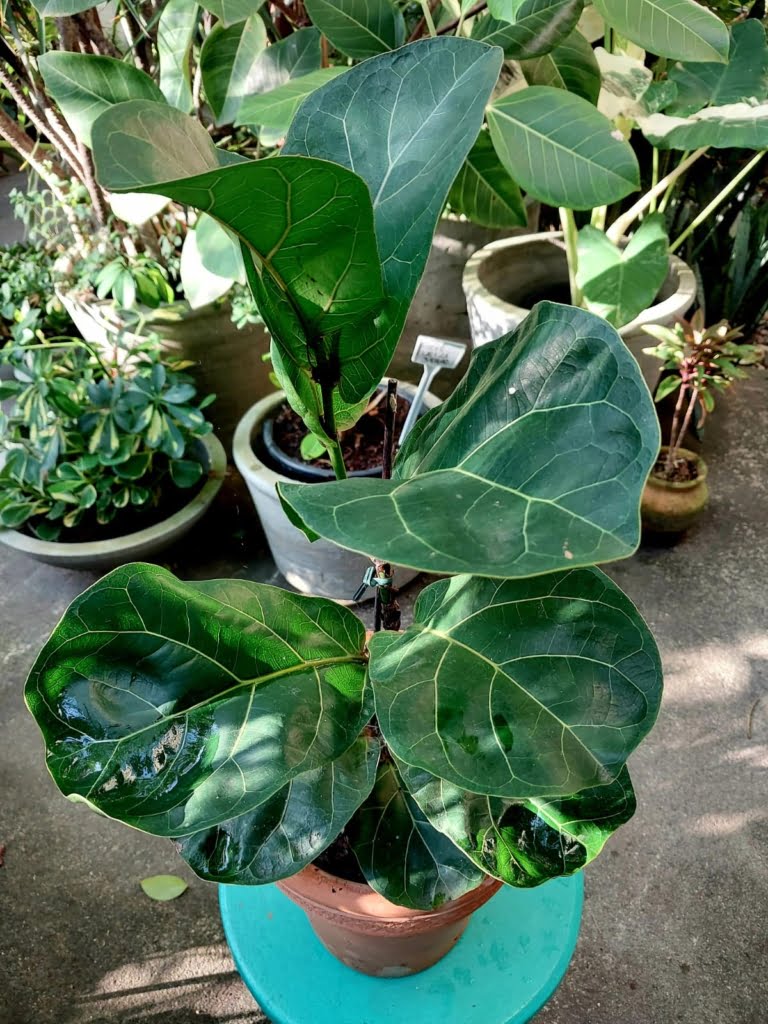 Ficus Lyrata Bambino - Elegância Compacta para o Seu Espaço | Casa Flor ...