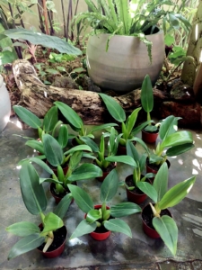 Pacová (Philodendron martianum) – Beleza e Resistência | Casa Flor ...