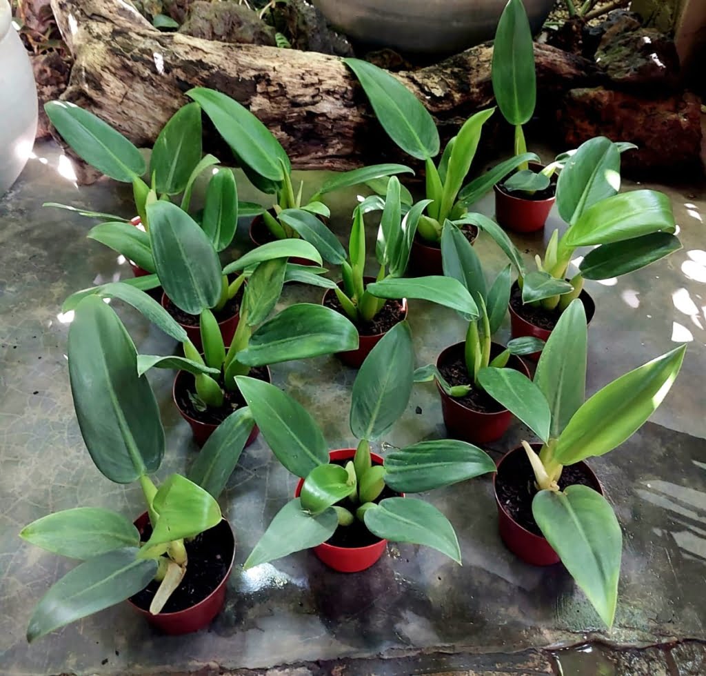 Pacová (Philodendron martianum) – Beleza e Resistência | Casa Flor ...