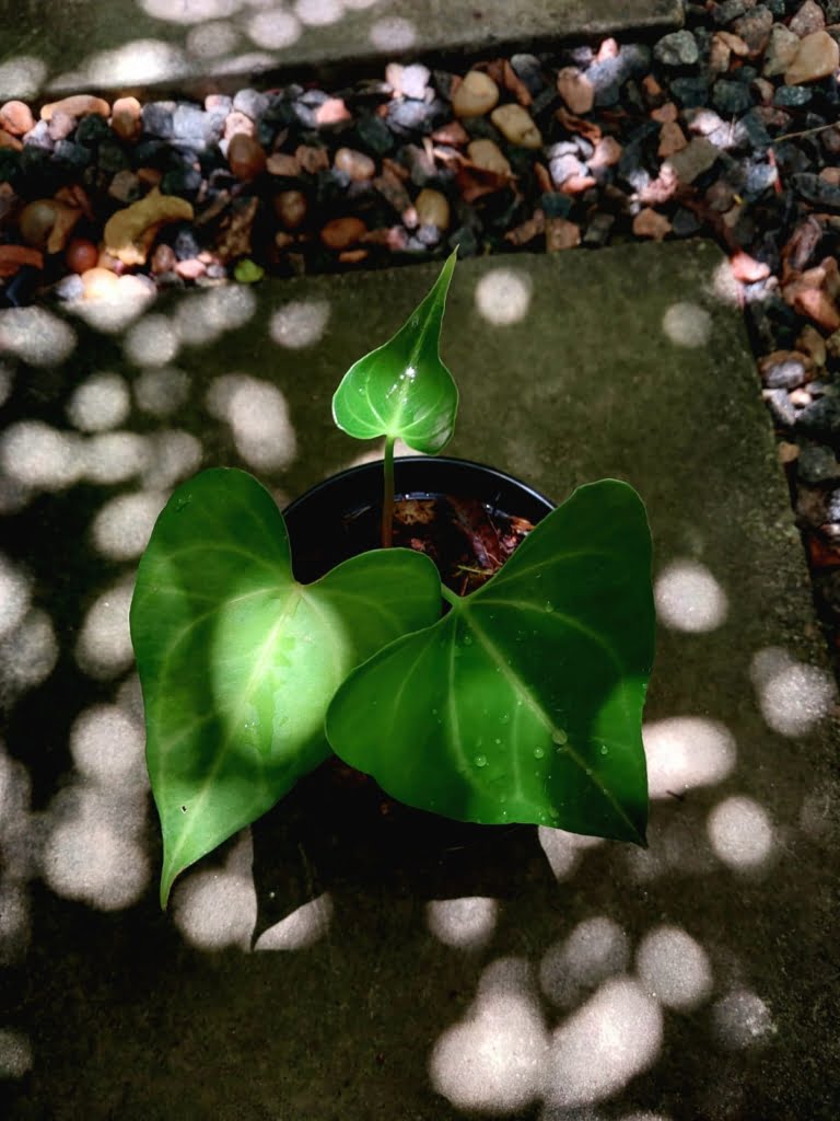 Anthurium macrolobium batman - CASA FLOR