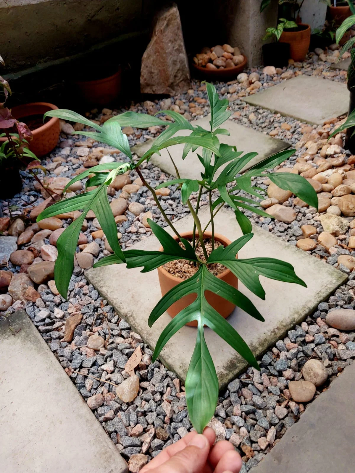 Philodendron pedatum - CASA FLOR