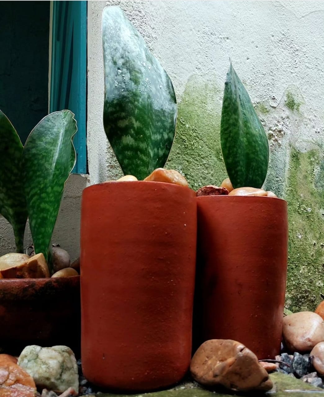 Sansevieria masoniana 'Victoria' - CASA FLOR