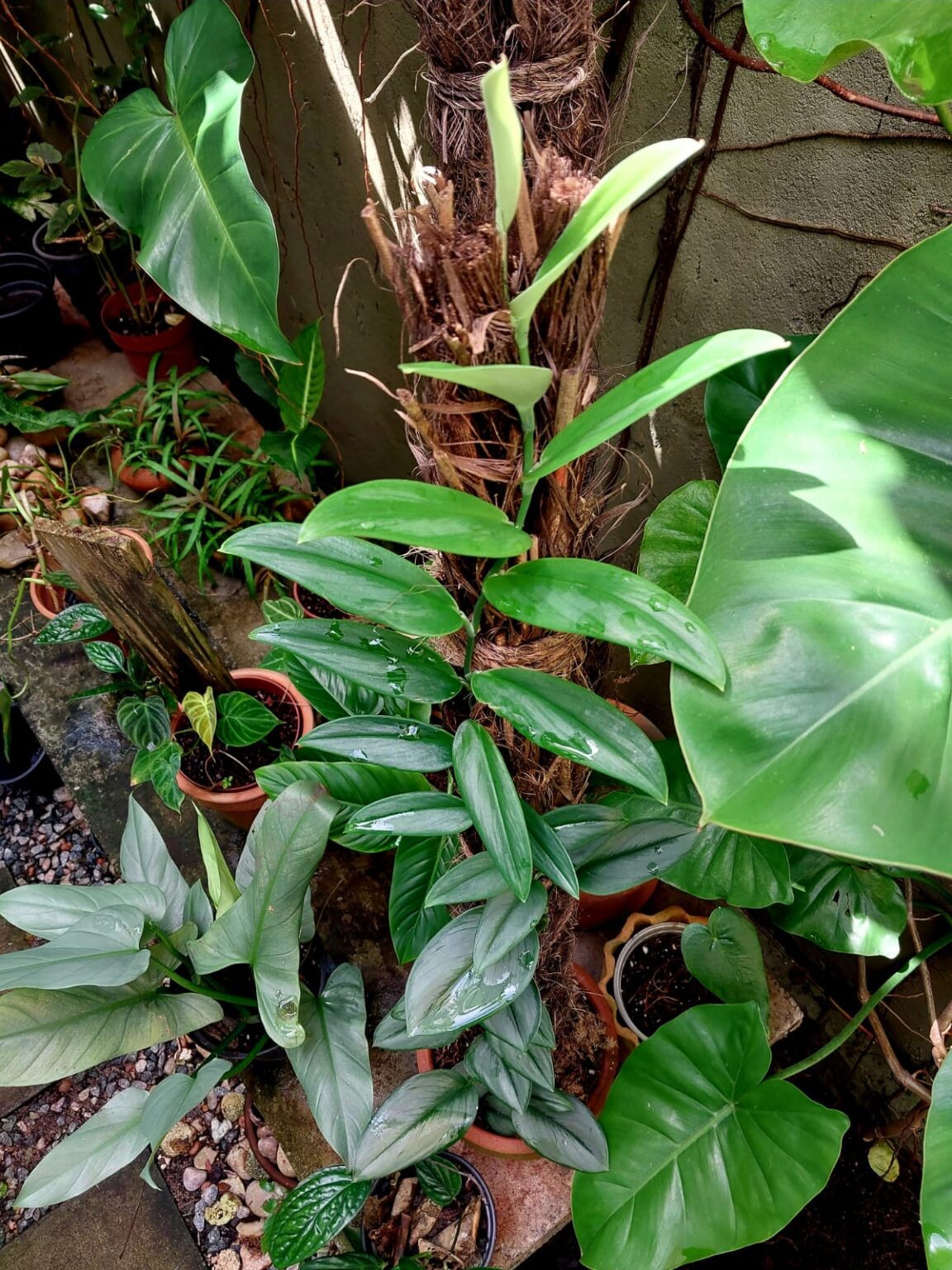 Scindapsus treubii "Moonlight" - CASA FLOR
